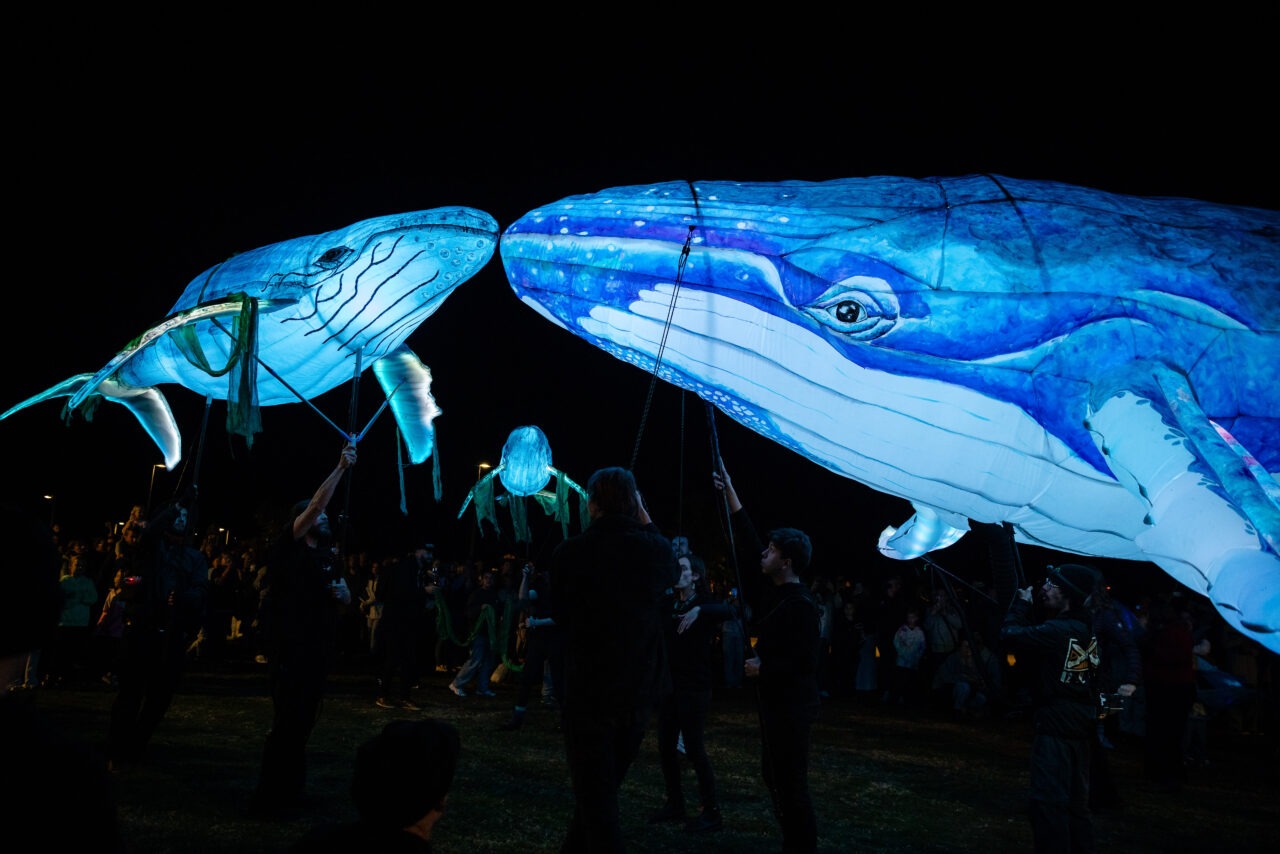 Whale Song – Curious Legends